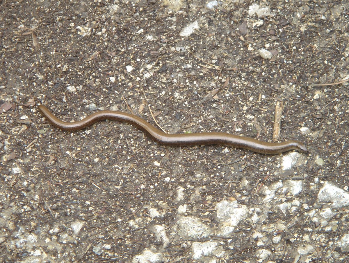 slow worm snake