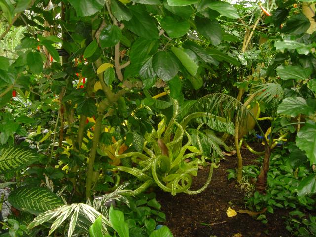 Glass in the Garden: Vitreous Parallel Botany in the Show Me State