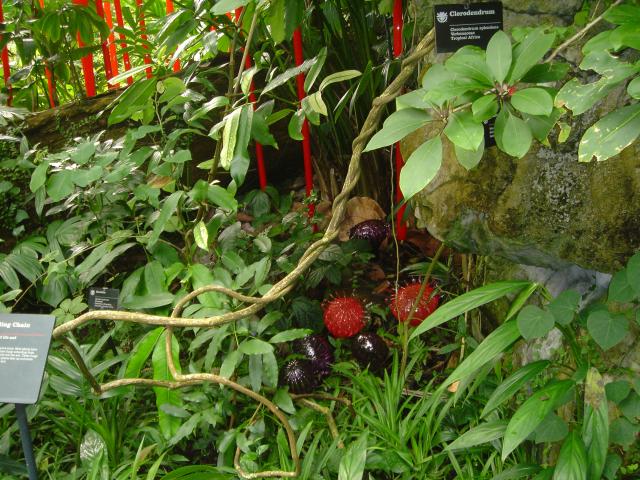 Glass in the Garden: Vitreous Parallel Botany in the Show Me State